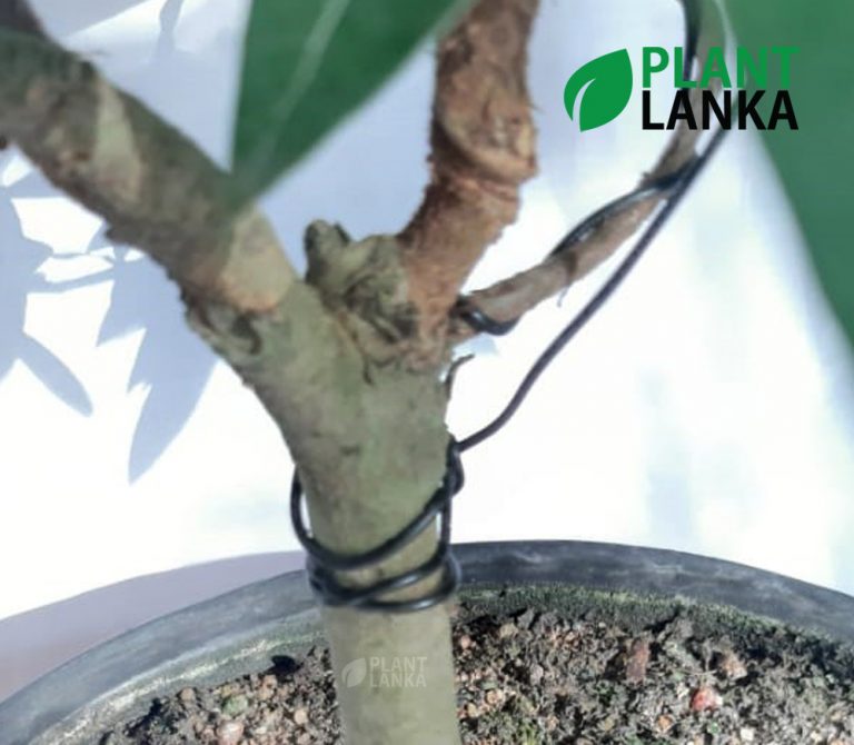 Kumbuk (කුඹුක් ) Bonsai / Indoor tree. 5-6 years old – Plant Lanka ...